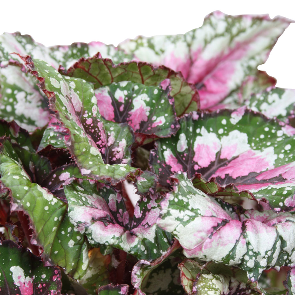 Beleaf – Sparkling Beauties | Vireõ plant sales